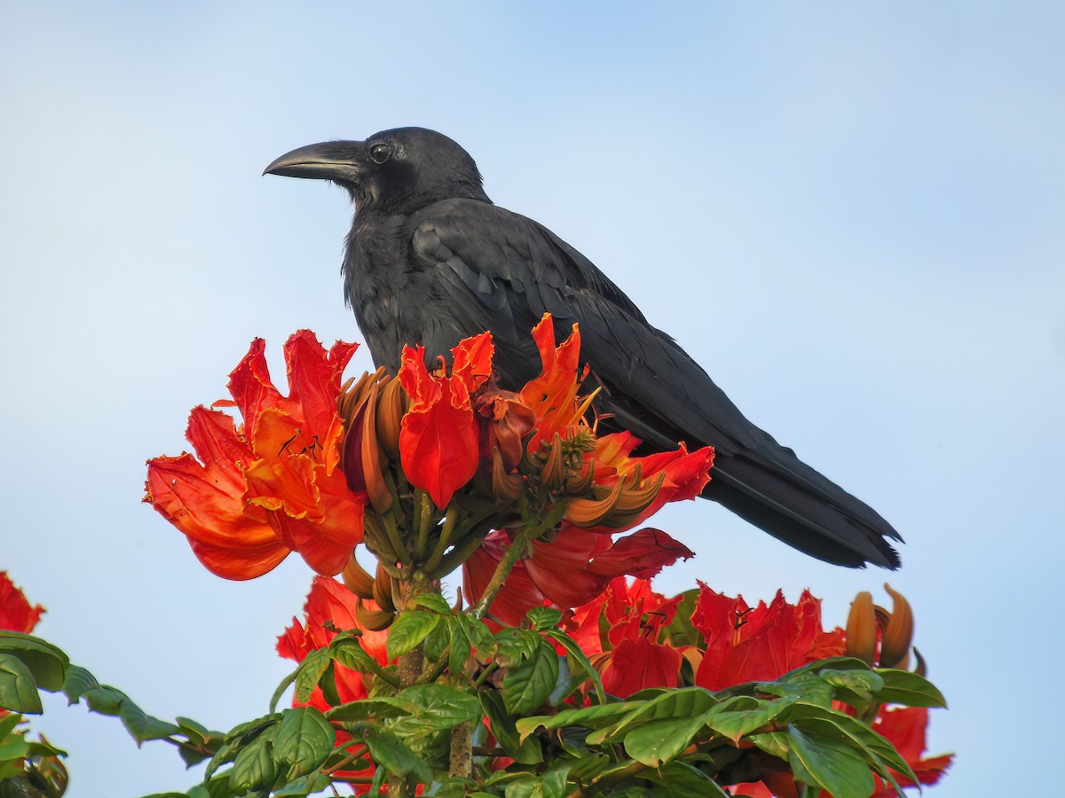 Sulawesi Crow - Corvus celebensis - Birds of the World