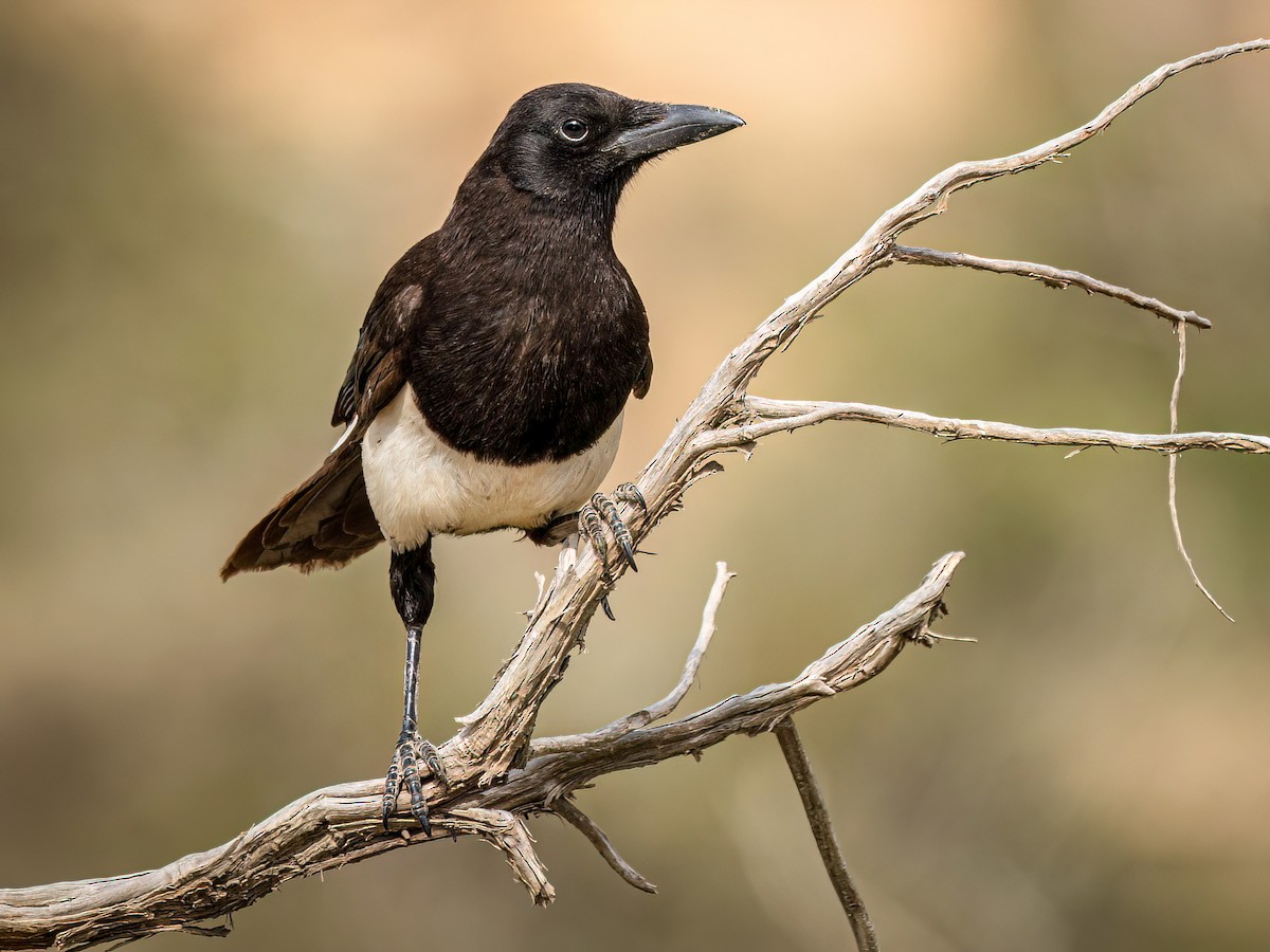 Asir Magpie - Pica asirensis - Birds of the World
