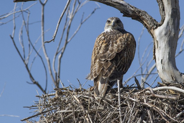 Ferruginous Hawk Size