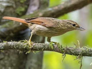 Chestnut-winged Hookbill - eBird