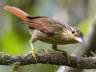 Chestnut-winged Hookbill - Ancistrops strigilatus - Birds of the World