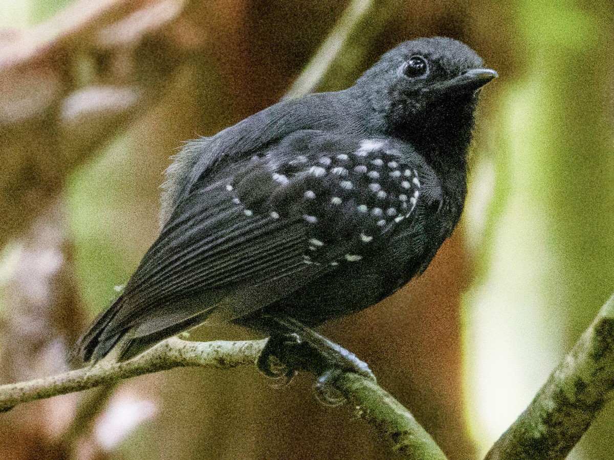 Rio Suno Antwren - Myrmotherula sunensis - Birds of the World