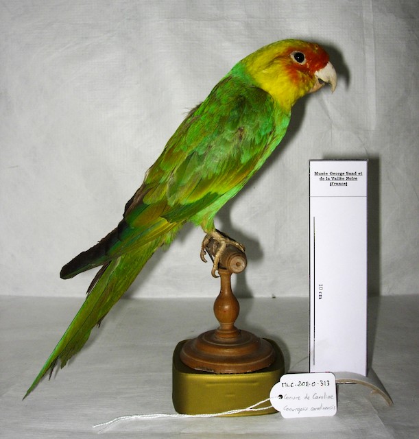 Carolina Parakeet Extinct Figures Carolina Parakeet Conuropsis