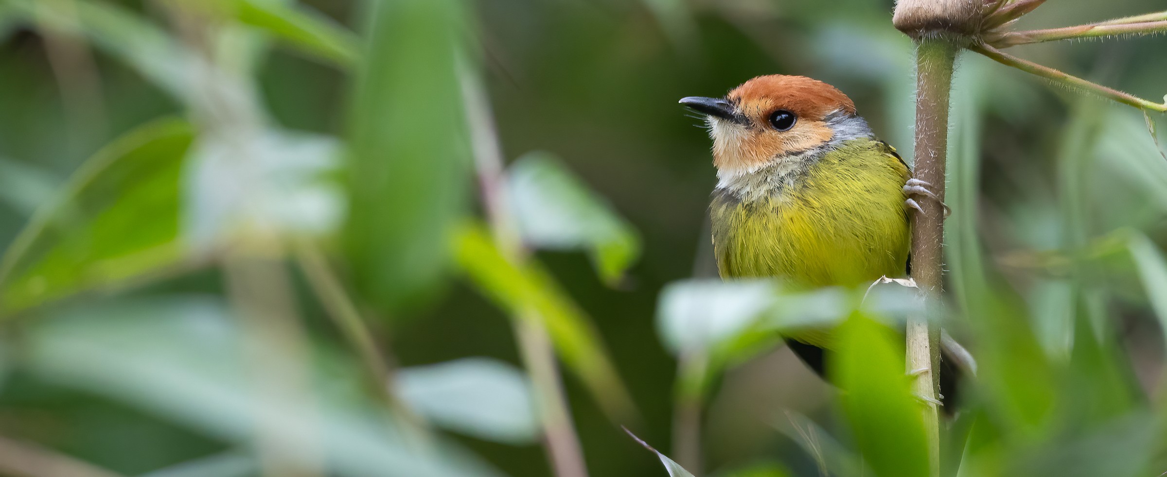 Birds of the World - Cornell Lab of Ornithology