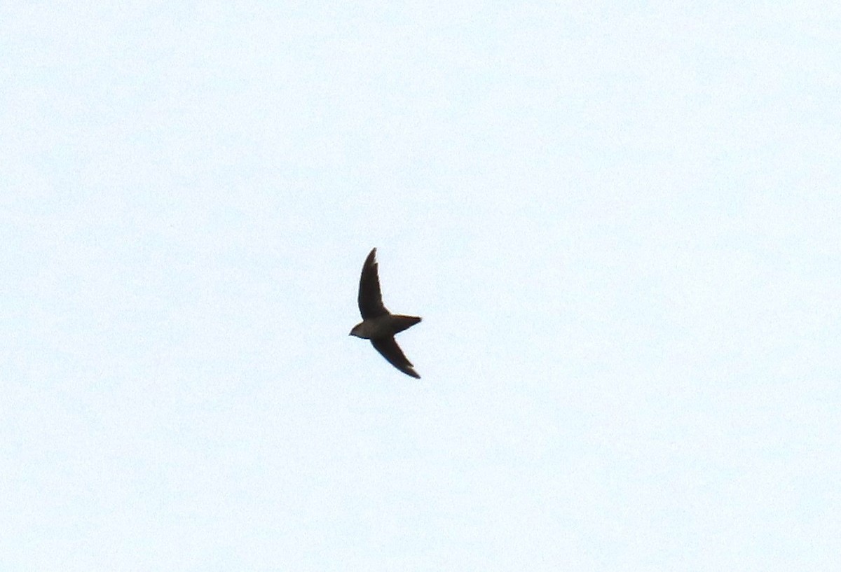 Vaux's Swift (Vaux's) - eBird