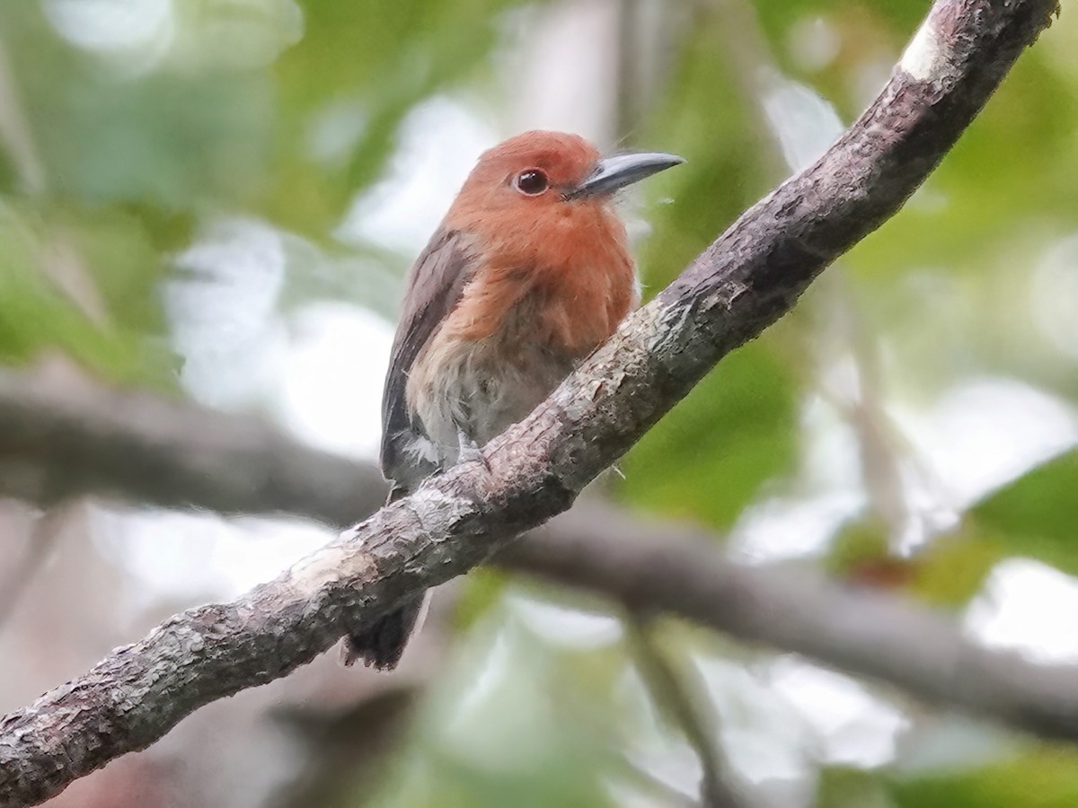 Chestnut-headed Nunlet - Nonnula amaurocephala - Birds of the World