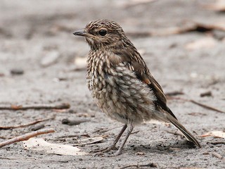 Dusky Robin - eBird