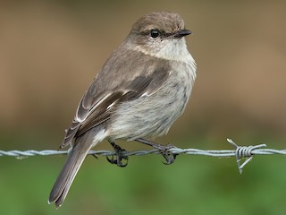Dusky Robin - eBird