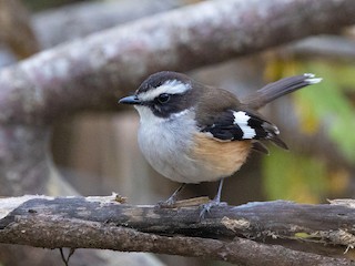 Buff-sided Robin - eBird