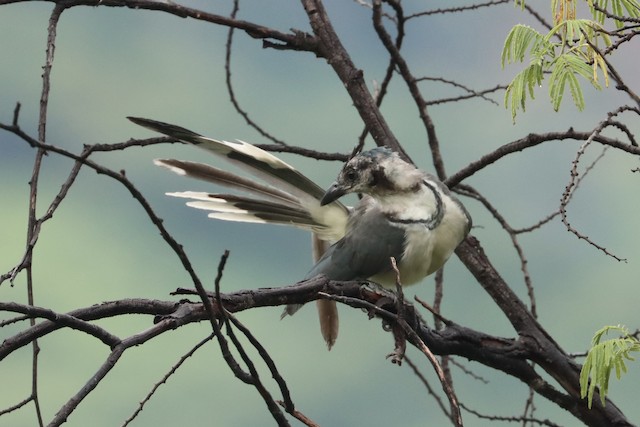 Photos - White-throated Magpie-Jay - Cyanocorax formosus - Birds of the ...