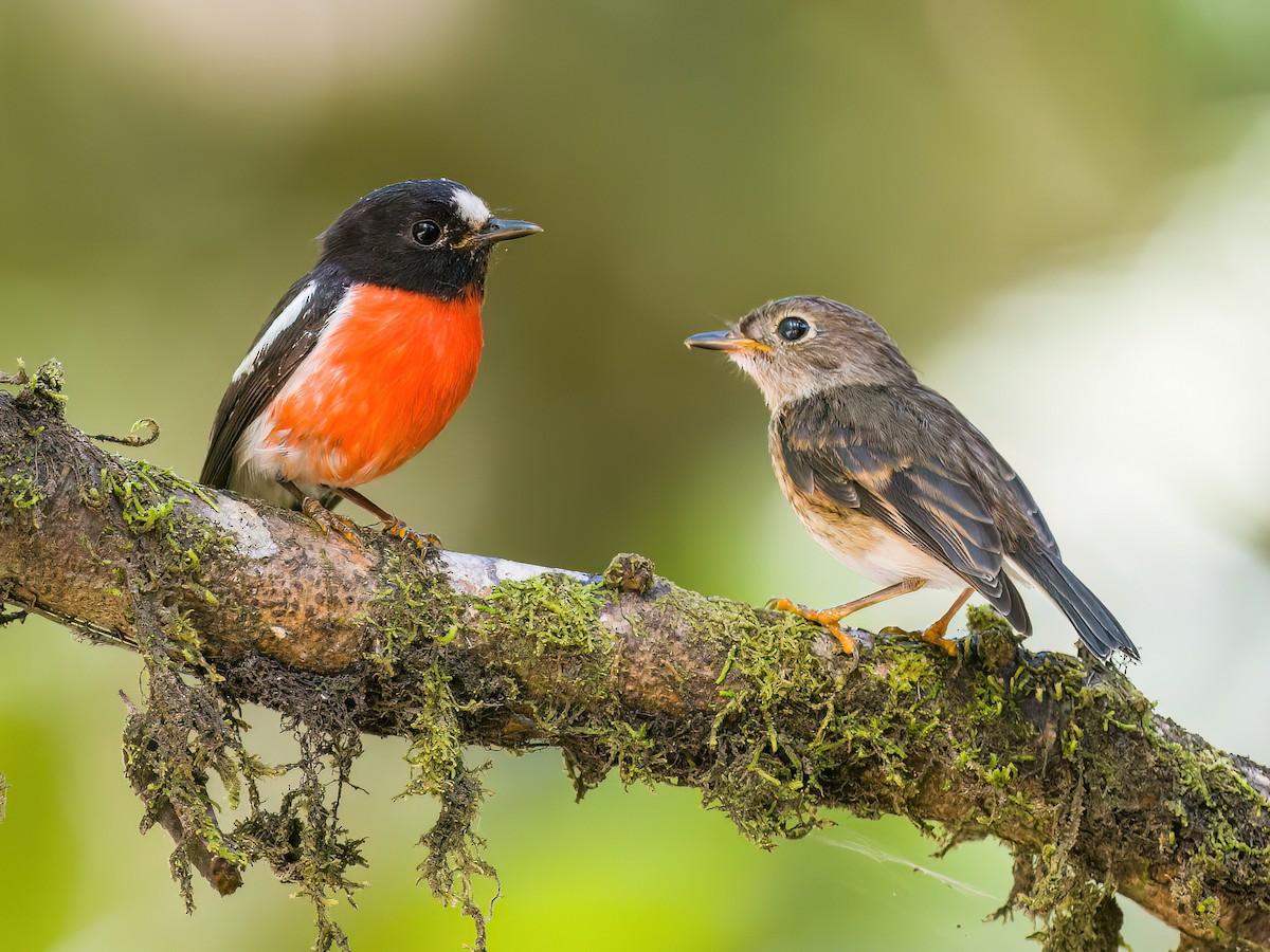 Pacific Robin - Petroica pusilla - Birds of the World