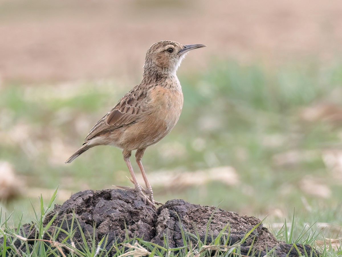 Spike-heeled Lark - Chersomanes albofasciata - Birds of the World