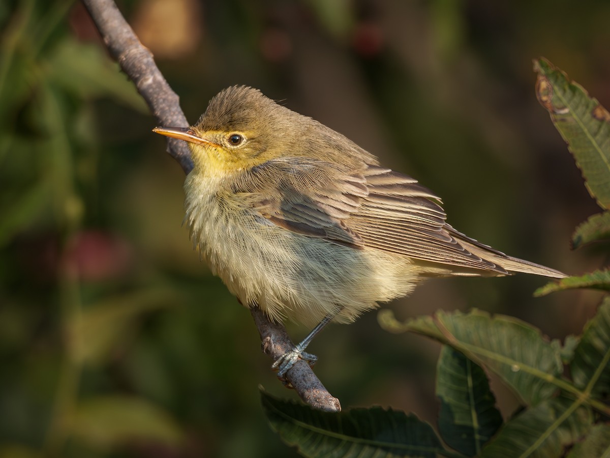 Icterine Warbler - Hippolais icterina - Birds of the World