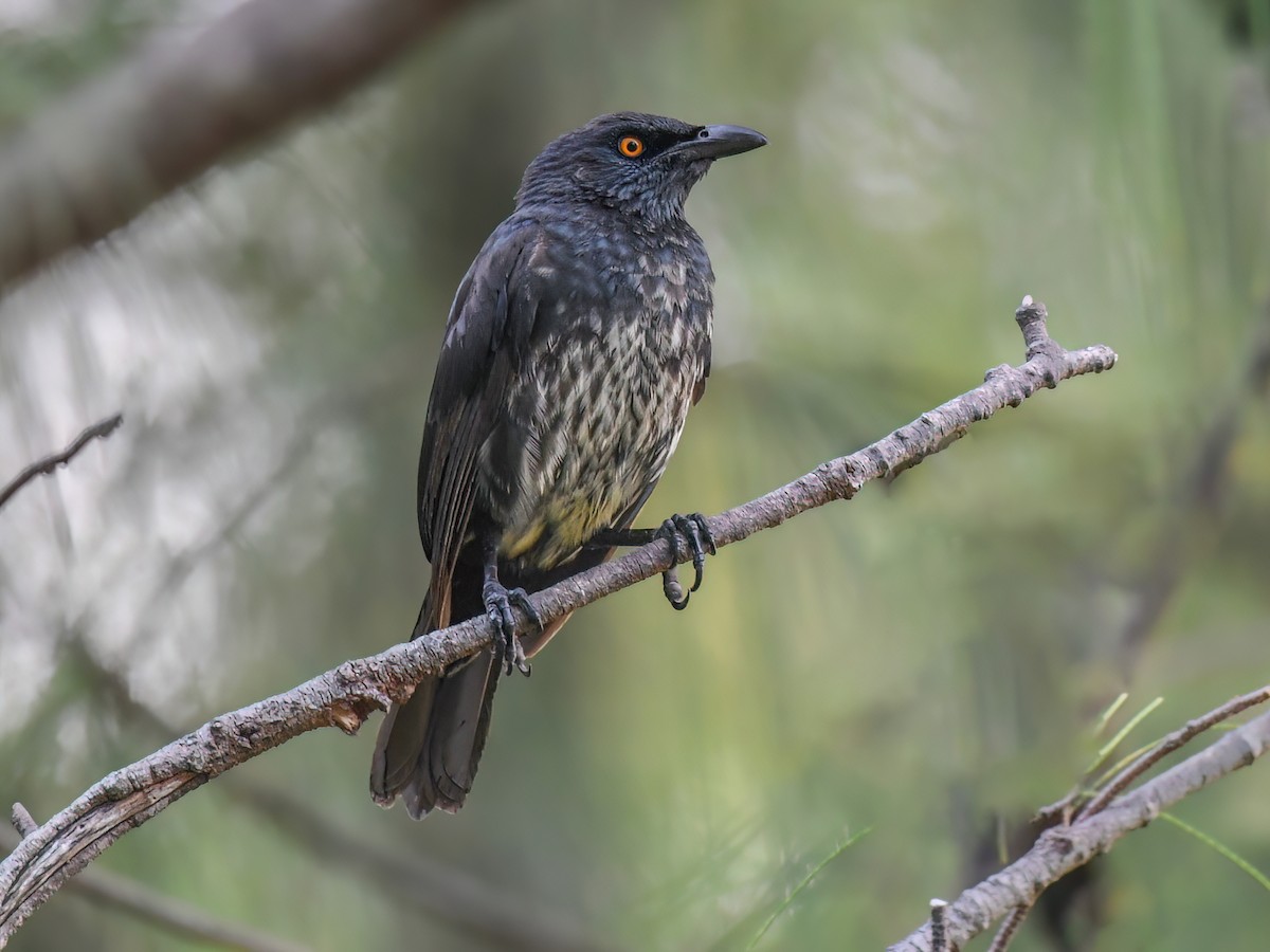 Micronesian Starling - Aplonis opaca - Birds of the World
