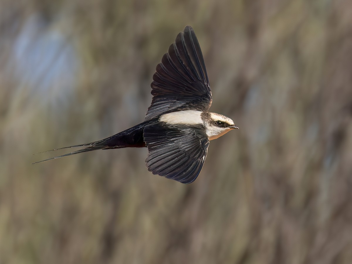 White-backed Swallow - Cheramoeca leucosterna - Birds of the World
