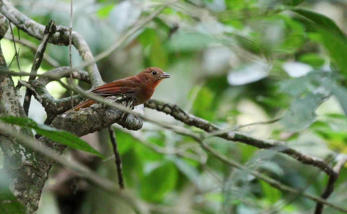 Red-crowned Ant-Tanager (Scarlet-throated) - eBird