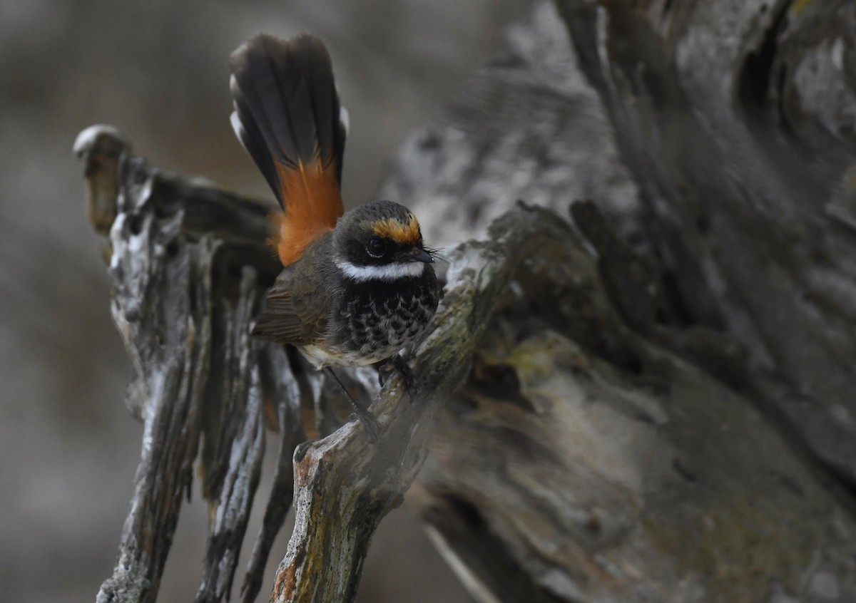 Micronesian Rufous Fantail (Marianas) - eBird