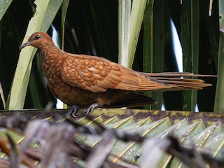 Enggano Cuckoo-Dove - eBird