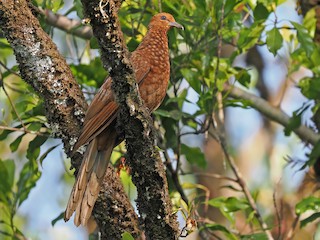 Enggano Cuckoo-Dove - eBird