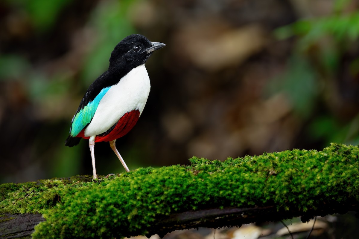 Ivory-breasted Pitta (Ivory-breasted) - eBird