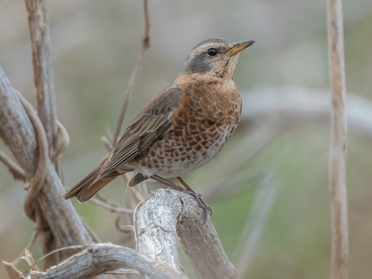 Naumann's Thrush - Turdus naumanni - Birds of the World