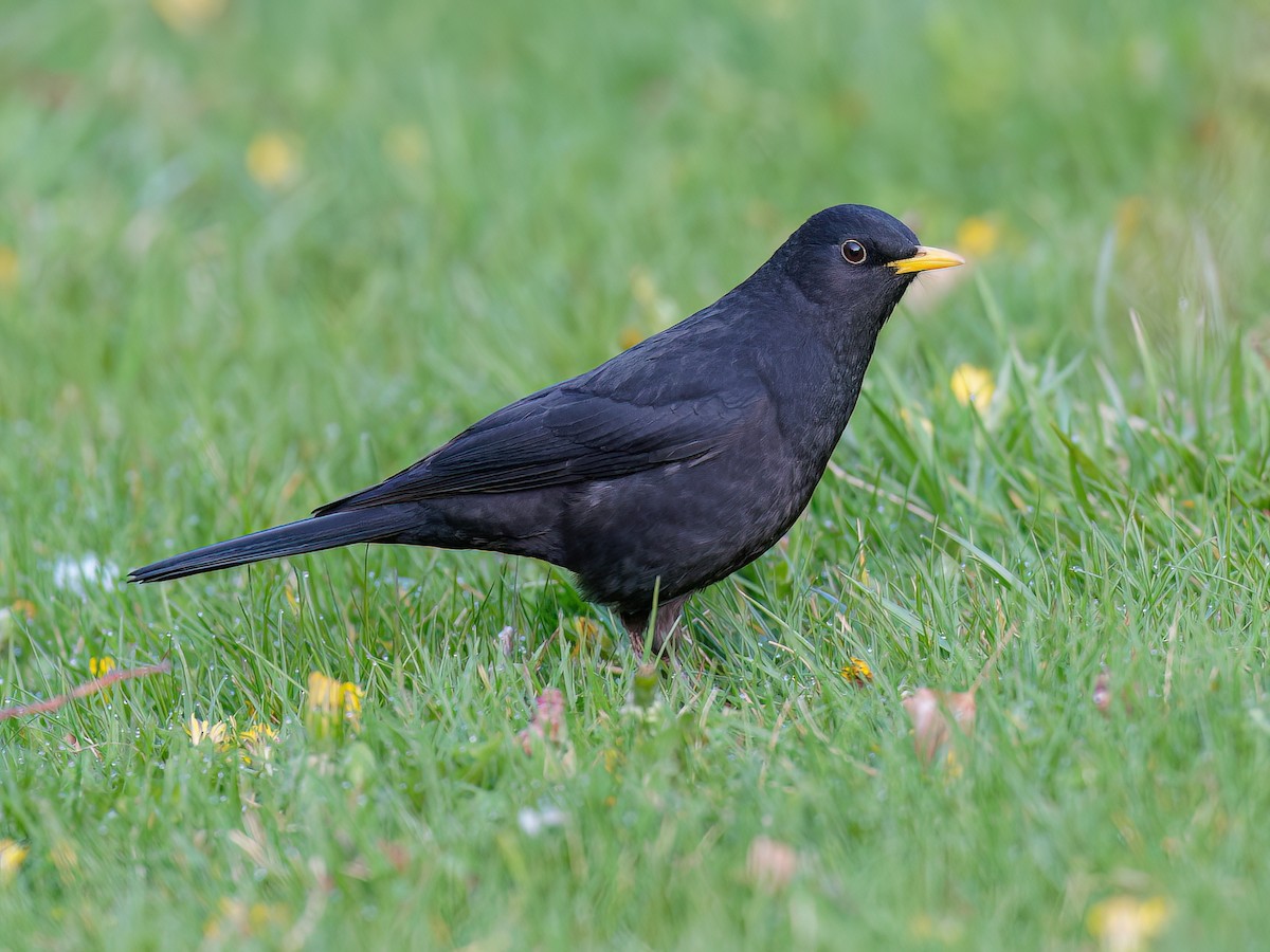Tibetan Blackbird - Turdus maximus - Birds of the World