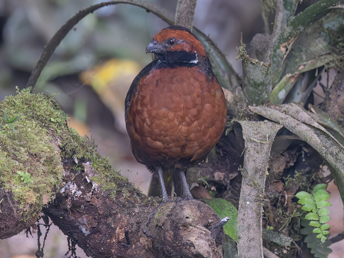 Rufous-fronted Wood-Quail - Odontophorus erythrops - Birds of the World