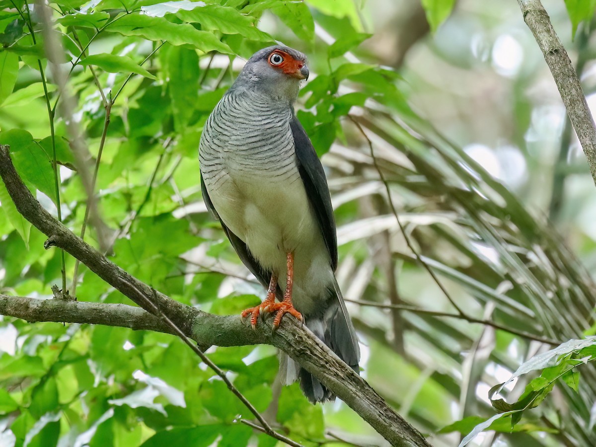 Cryptic Forest-Falcon - Micrastur mintoni - Birds of the World