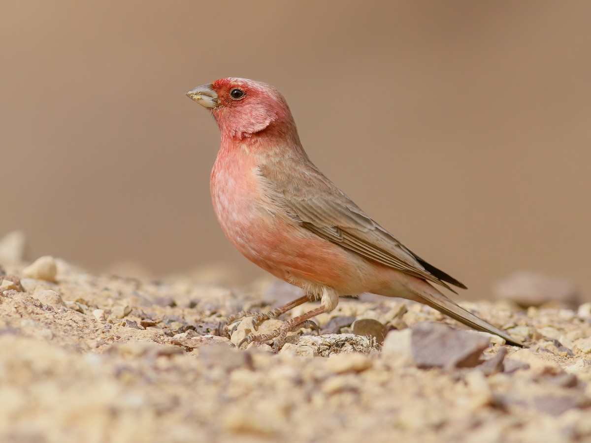 Sinai Rosefinch - Carpodacus synoicus - Birds of the World