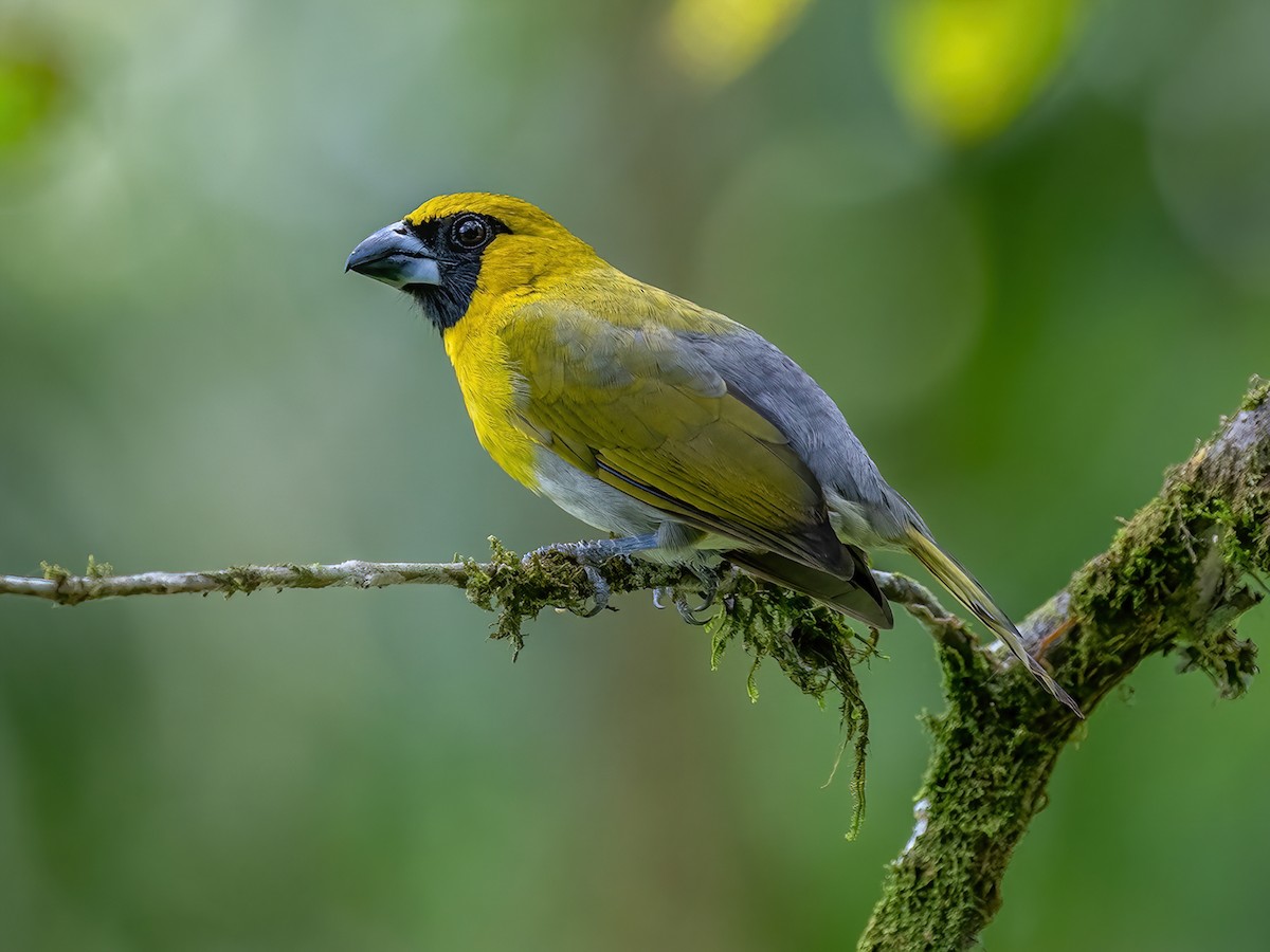 Black-faced Grosbeak - Caryothraustes poliogaster - Birds of the World