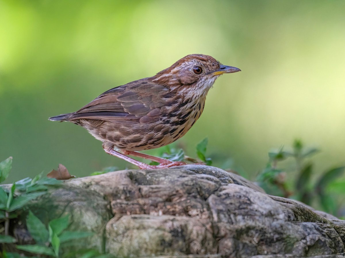 Puff-throated Babbler - Pellorneum ruficeps - Birds of the World