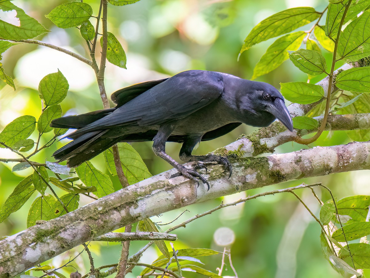 Sunda Crow - Corvus enca - Birds of the World