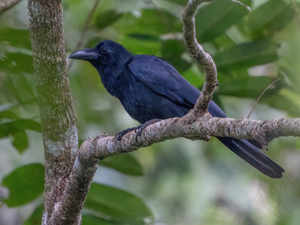 Philippine Jungle Crow - Corvus philippinus - Birds of the World