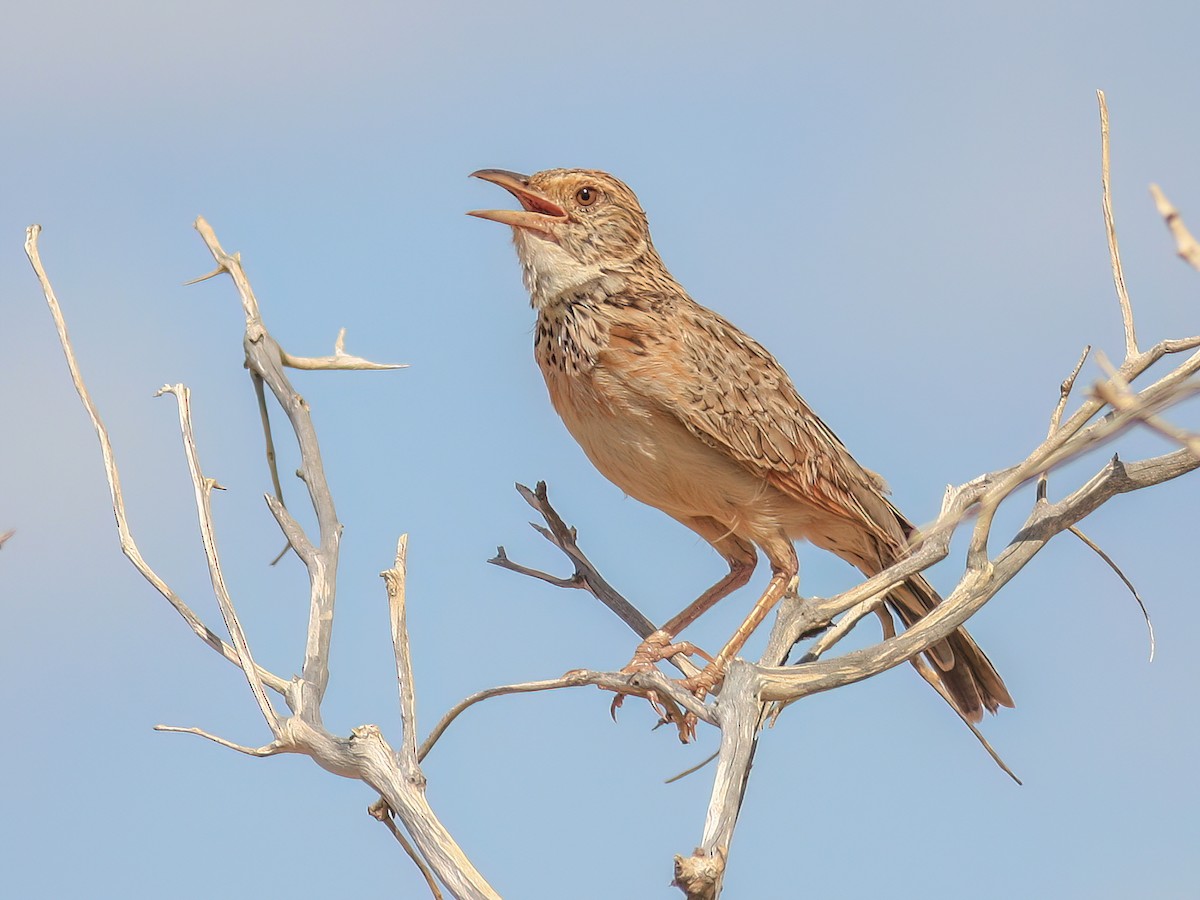 Red-winged Lark - Corypha hypermetra - Birds of the World