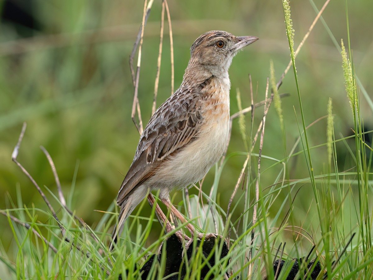 Plains Lark - Corypha kabalii - Birds of the World