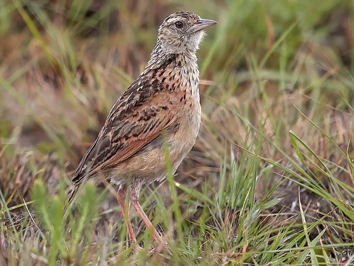 Plateau Lark - Corypha nigrescens - Birds of the World