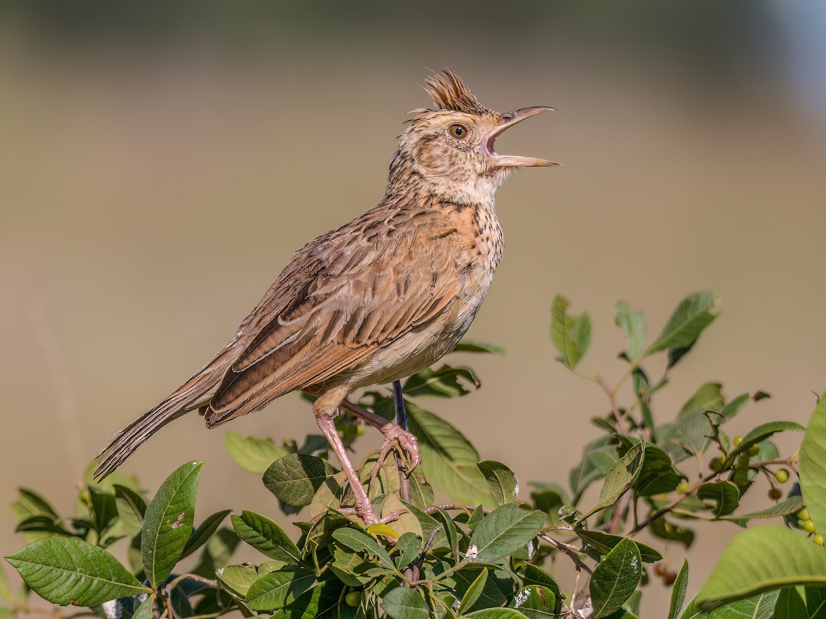 Rufous-naped Lark - Corypha africana - Birds of the World