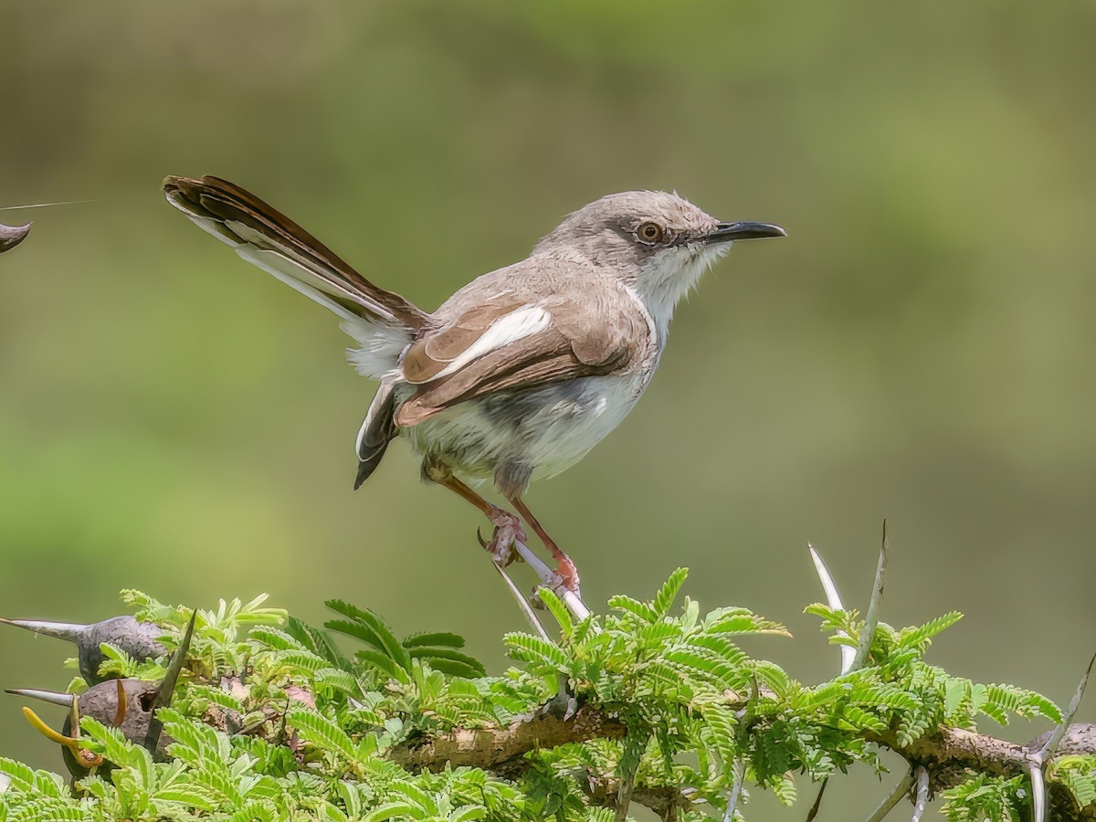 Maasai Apalis - Apalis stronachi - Birds of the World