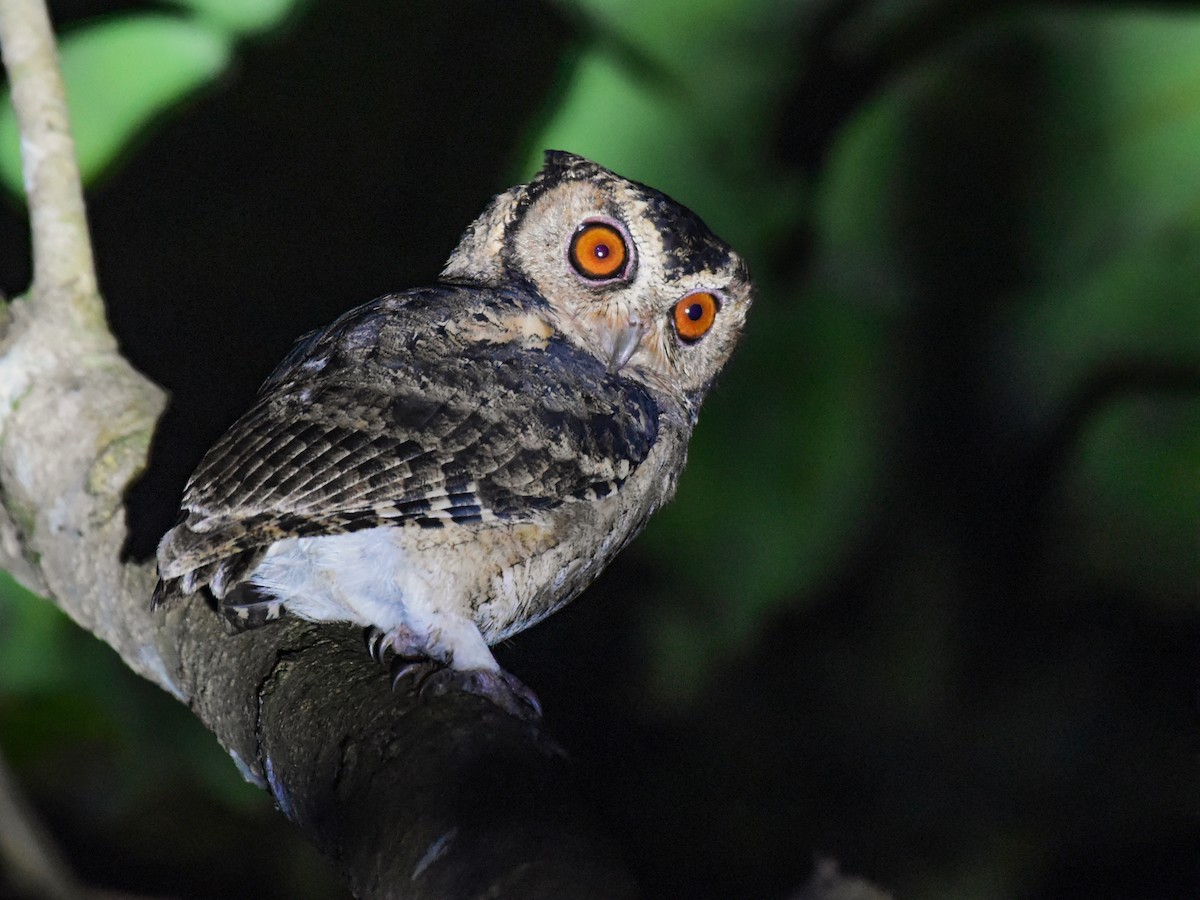 Sunda Scops-Owl - Otus lempiji - Birds of the World