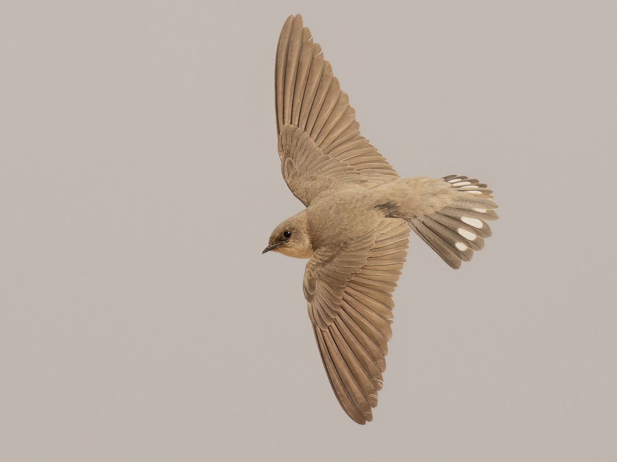 Pale Crag-Martin - Ptyonoprogne obsoleta - Birds of the World