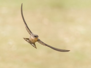 Southern Crag-Martin - Ptyonoprogne fuligula - Birds of the World