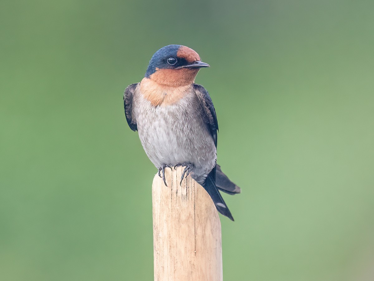 Pacific Swallow - Hirundo javanica - Birds of the World