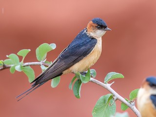 African Red-rumped Swallow - Cecropis melanocrissus - Birds of the World