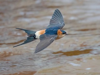 European Red-rumped Swallow - Cecropis rufula - Birds of the World