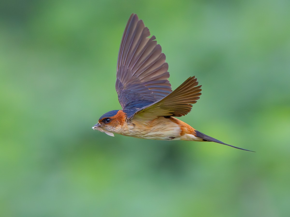 Eastern Red-rumped Swallow - Cecropis daurica - Birds of the World