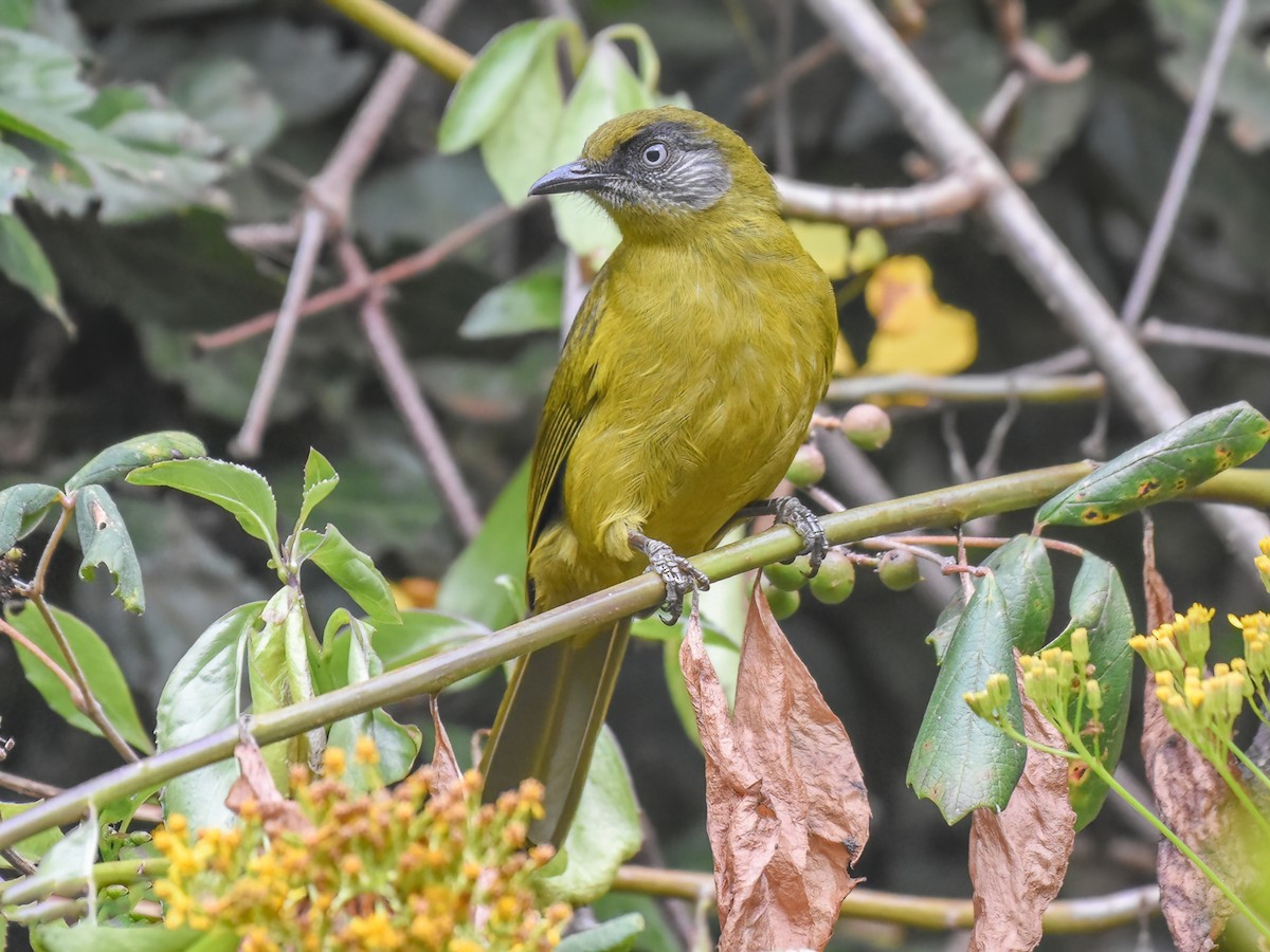 Olive-headed Greenbul - Arizelocichla striifacies - Birds of the World
