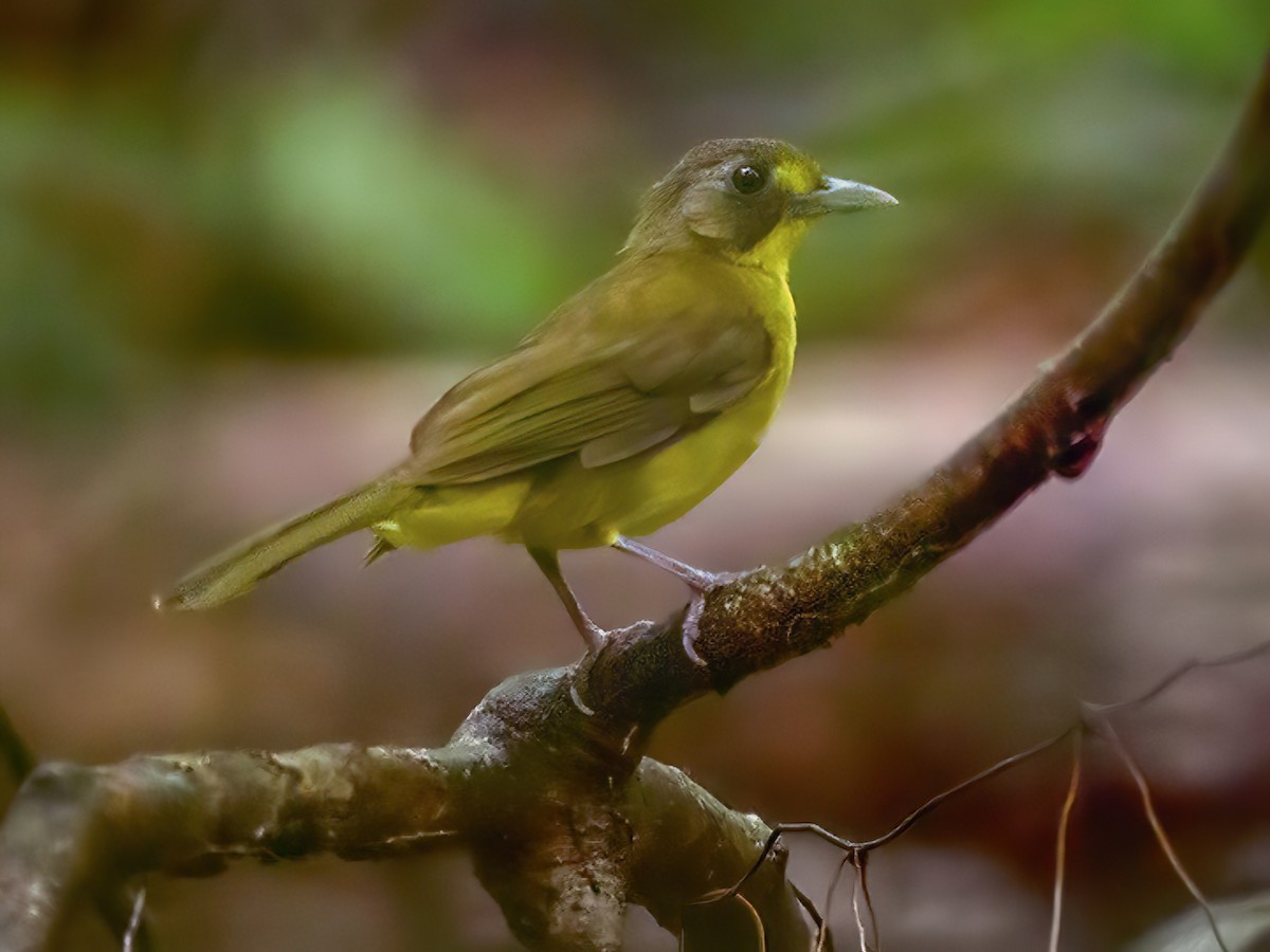 Yellow-lored Bristlebill - Bleda notatus - Birds of the World