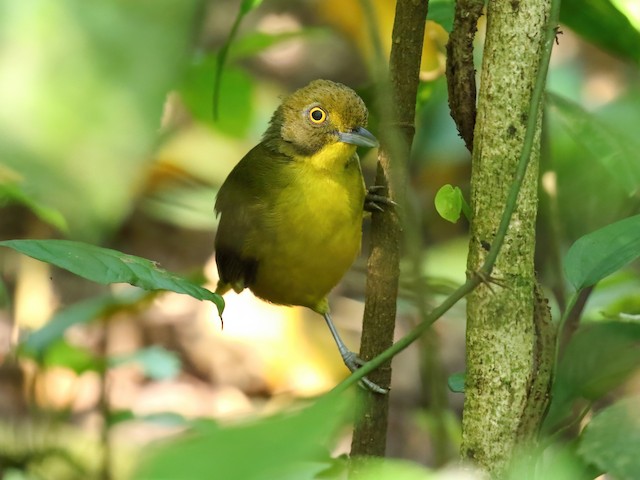 Photos - Yellow-eyed Bristlebill - Bleda ugandae - Birds of the World