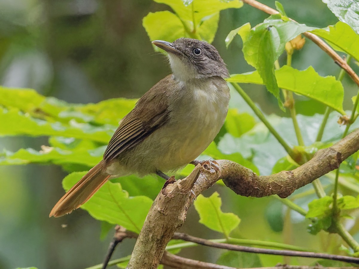White-throated Greenbul - Phyllastrephus albigularis - Birds of the World