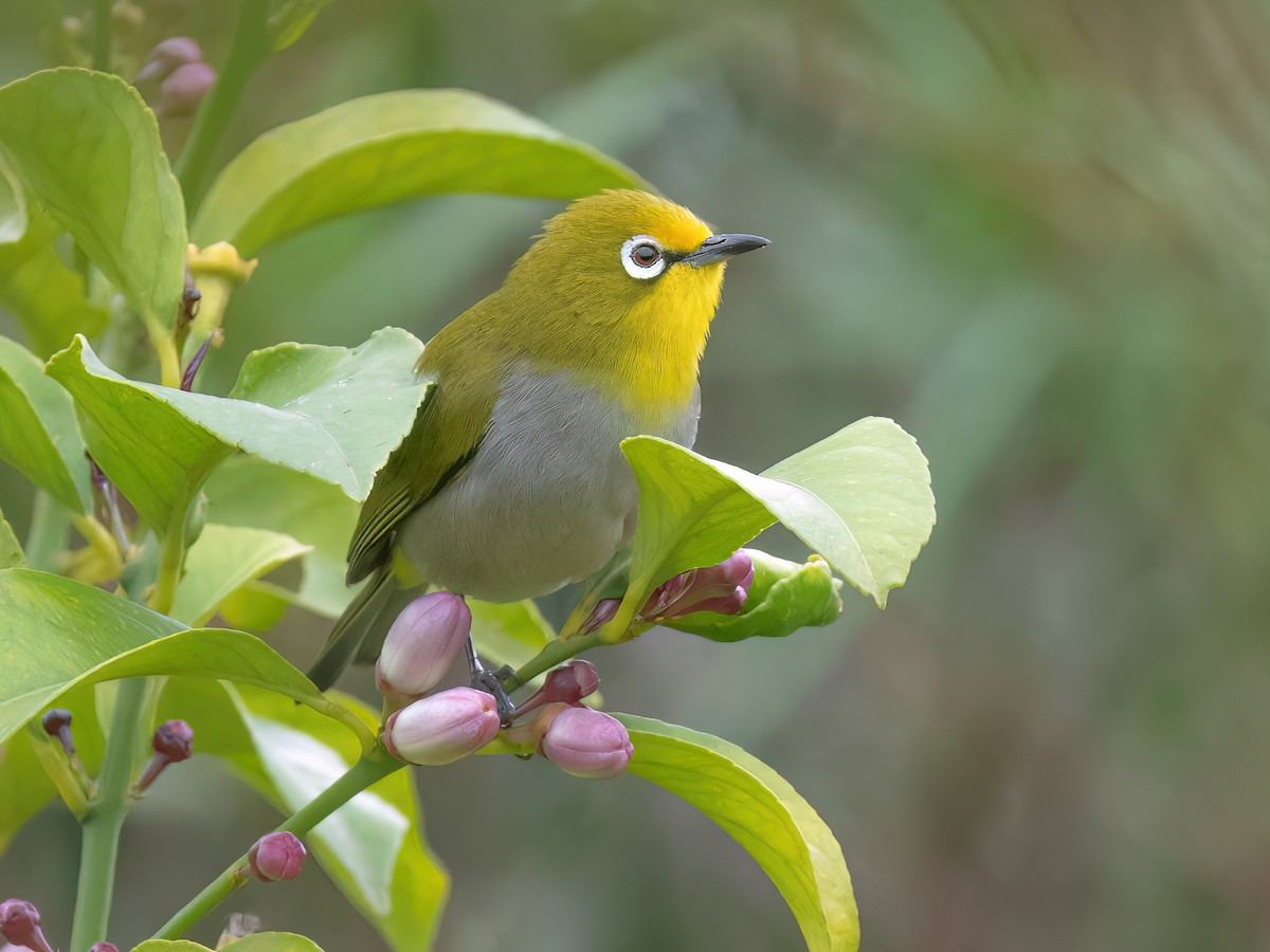 Ethiopian White-eye - Zosterops poliogastrus - Birds of the World